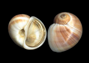 玉螺总科 Naticacea 蓝色动物学（中国动物学科普）